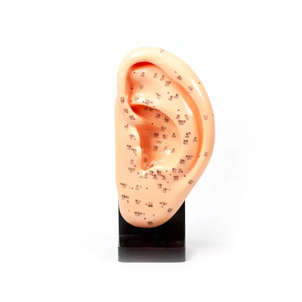Ear Model 9" with Stand/Base C/EN